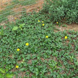 1 Clump Creeping Daisy, Wedelia Trilobata, Singapore Daisy, Creeping ...