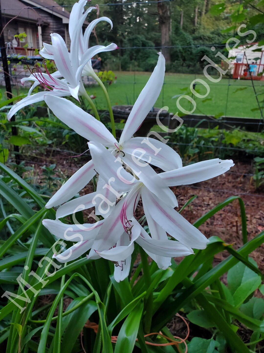 Live Crinum Americanum Bulb, White & Pink Swamp Lily, Crinum Lily, - Etsy