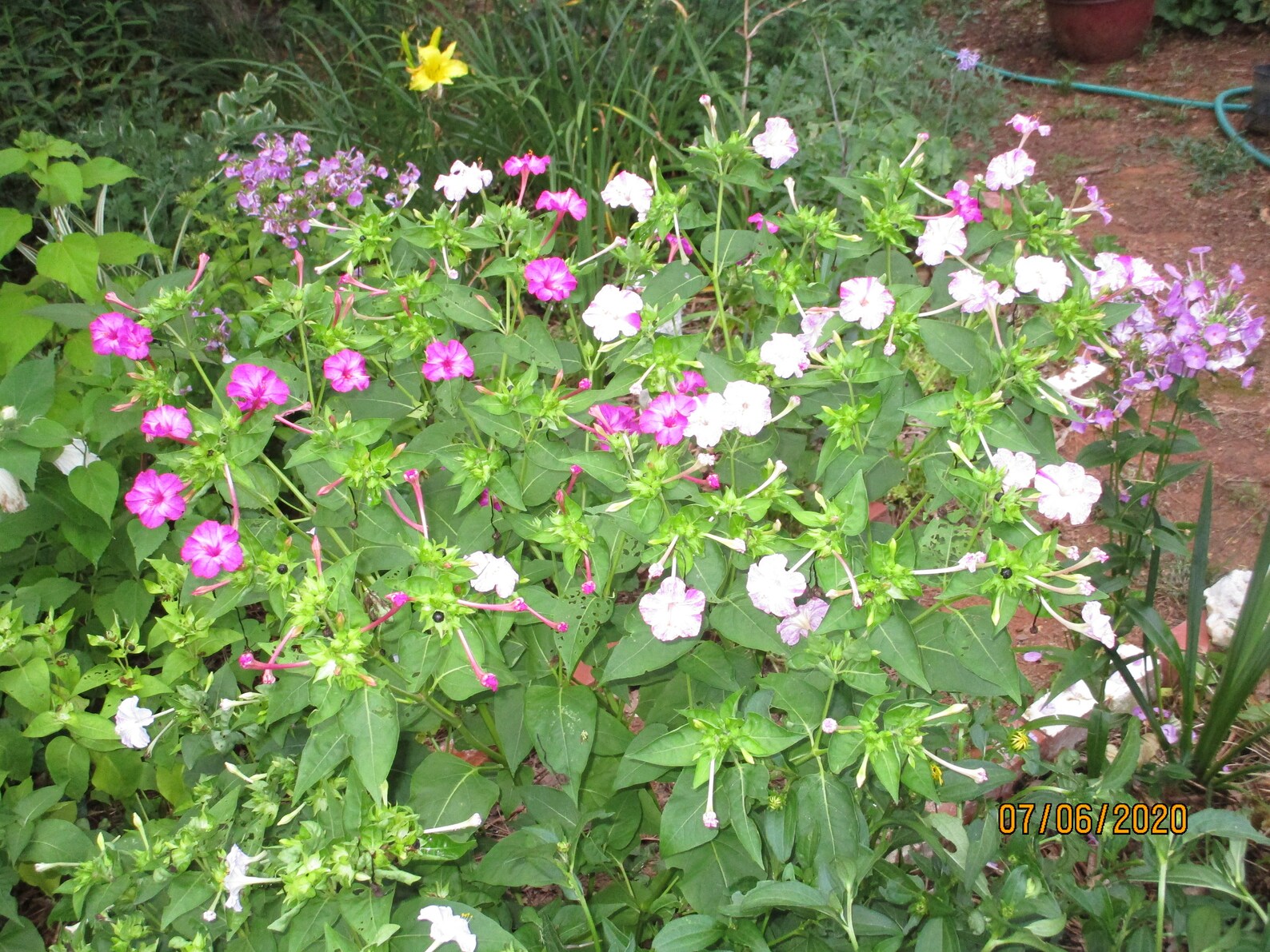 150 Mixed Four O' Clock Flower Seeds, 분꽃, Night Blooming Perennial ...