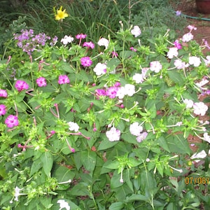 150 Mixed Four O Clock Flower Seeds 분꽃 Night Blooming Perennial