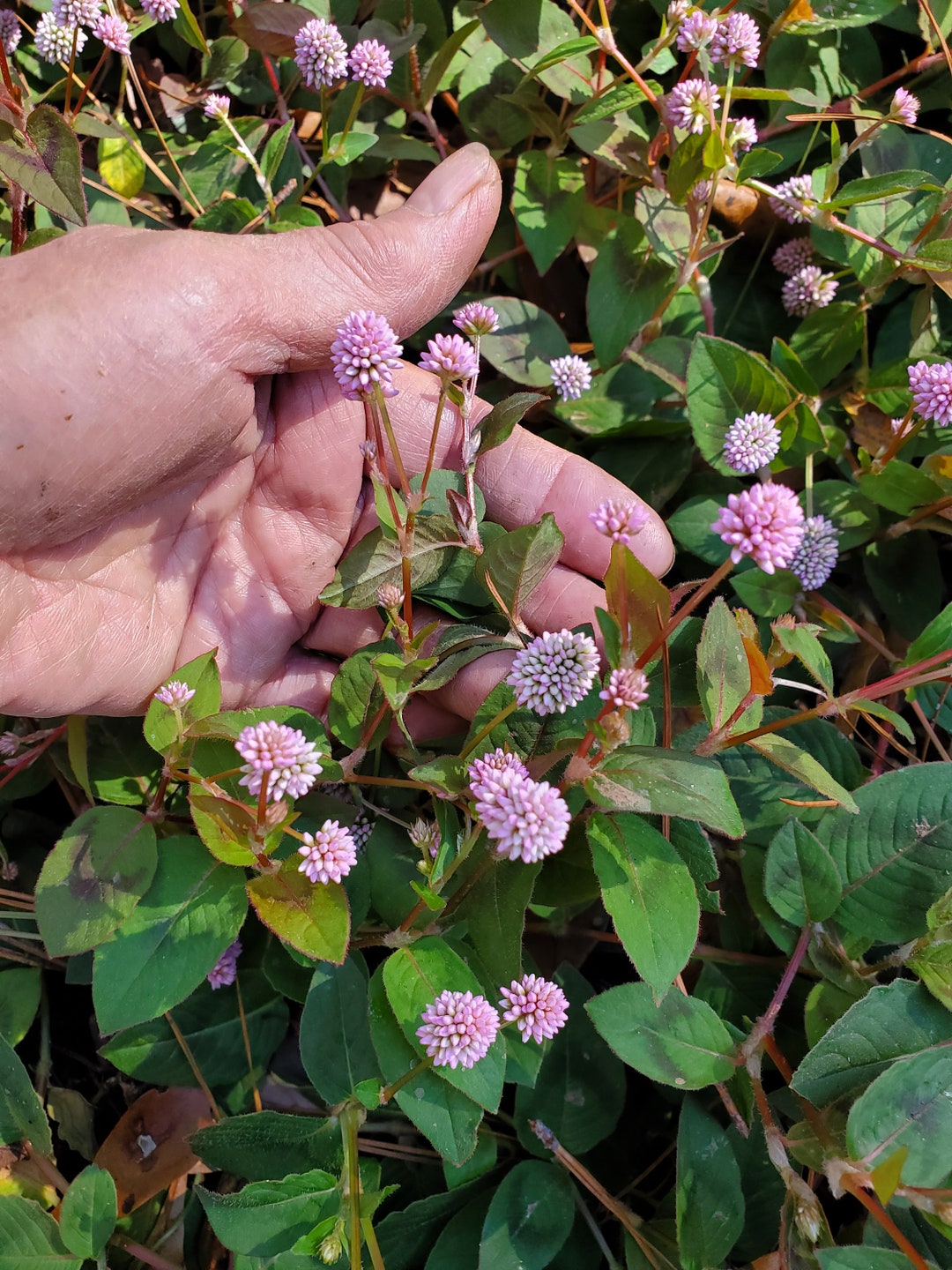 Pinkhead Smartweed Live Plant, Ground Cover, Polygonum Capitatum ...