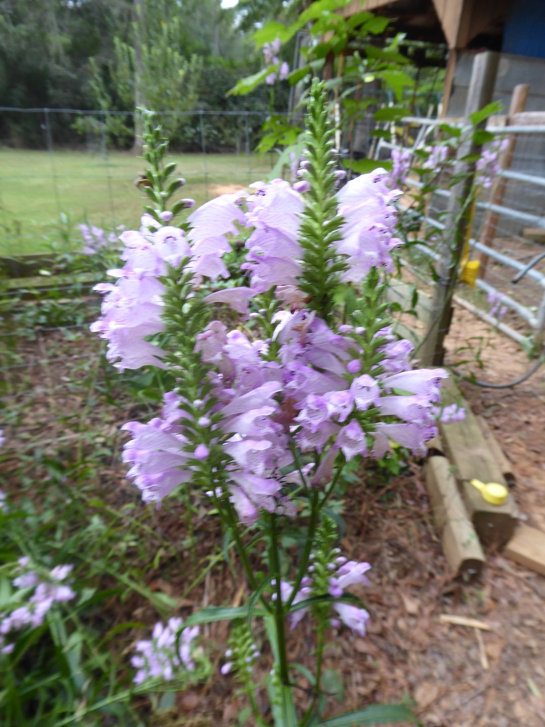 1 Cump Obedient Plant, Physotegia Virginiana Crown Rose Obedient ...