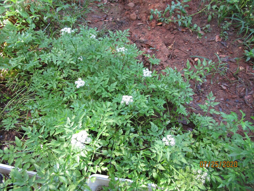 1 Clump Water Dropwort, Water Dropwort, Water Cerery, Oenanthe Javanica ...