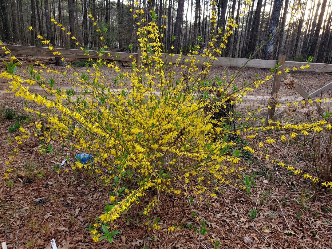 Forsythia Live Plants, Forsythia Shrub Clump, 개나리꽃, Brilliant Yellow ...