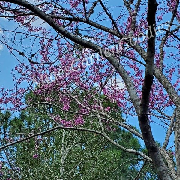 Redbud Tree - Etsy