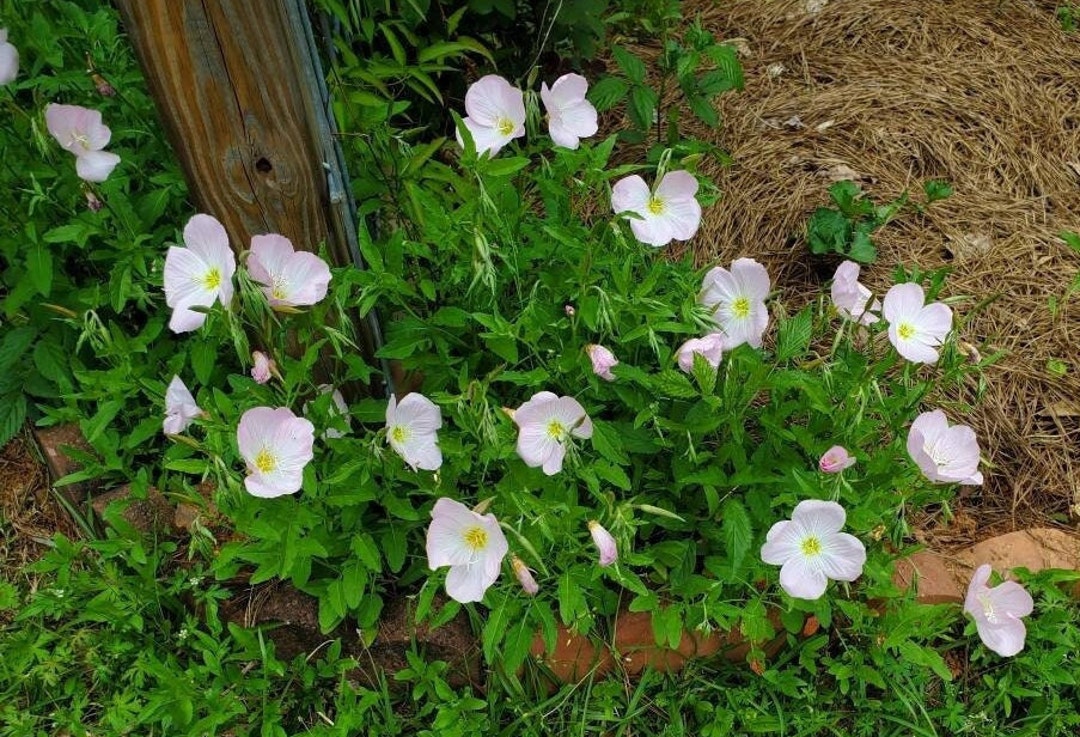 1 Clump Pink Evening Primrose Live Plant, Pink Primrose, Primrose ...