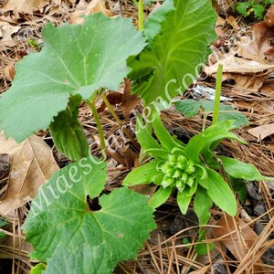 Buttrberbur, Edible Plant, Edible Fuki, Korean Vegetable, Petasites ...
