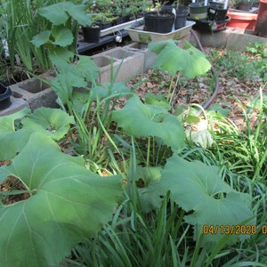 Buttrberbur, Edible Plant, Edible Fuki, Korean Vegetable, Petasites ...