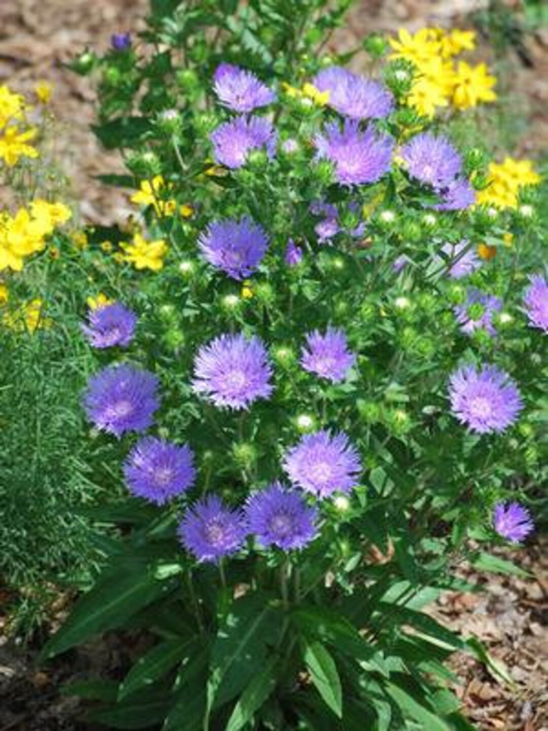 6 Mixed Stokesia Live Plants, Stokesia, Stokes, Aster, Lavender ...