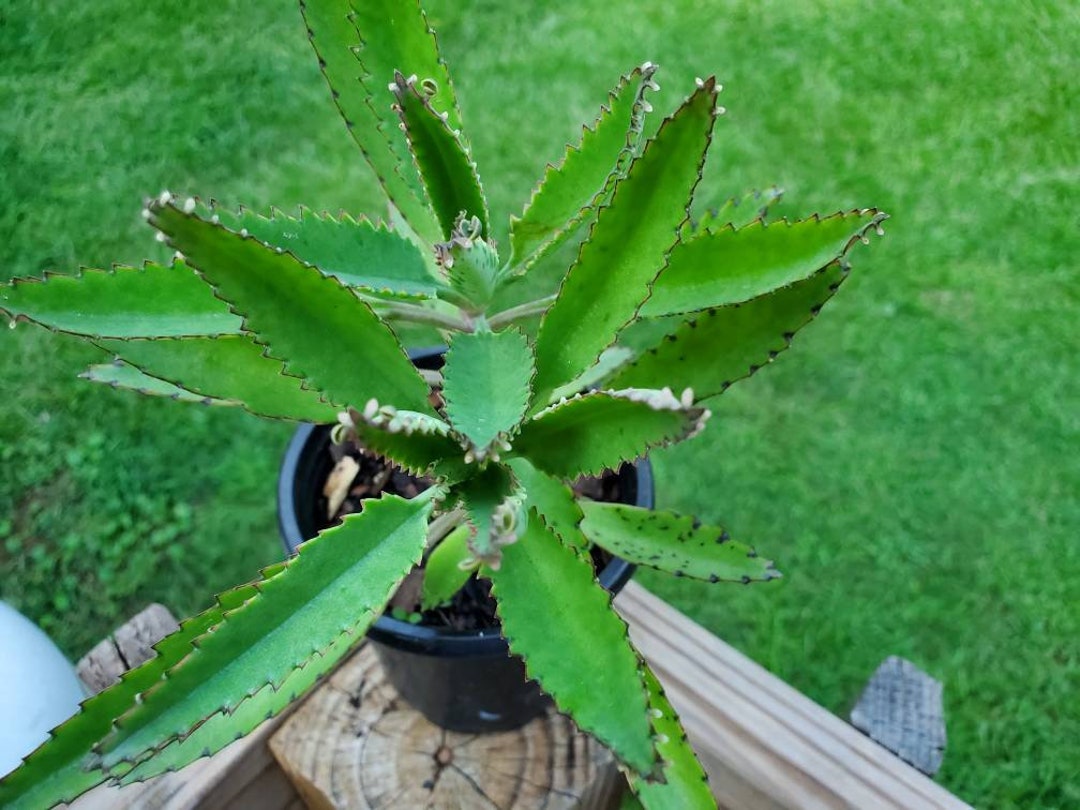 Live Mother of Thousands Succulent Clump: Kalanchoe Alligator Plant - Etsy