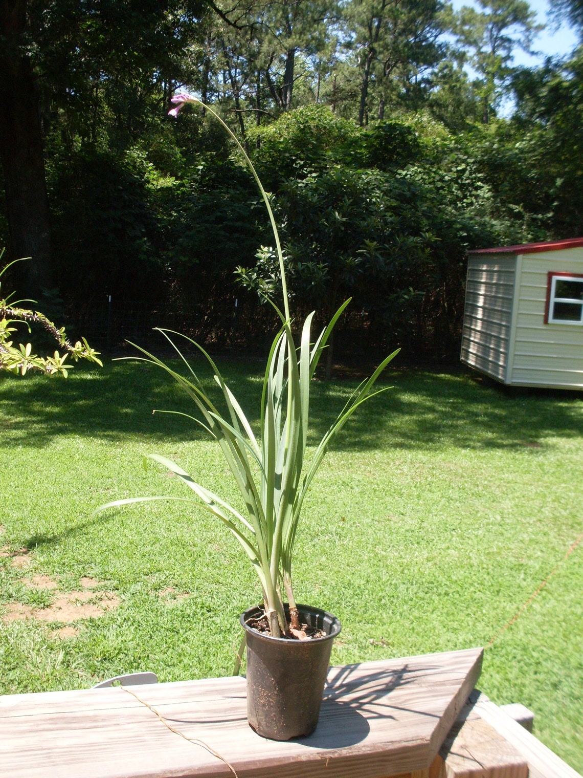 Society Garlic Live Plant. 1 Clump Purple Sociey Garlic - Etsy