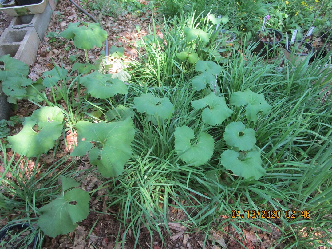 Buttrberbur, Edible Plant, Edible Fuki, Korean Vegetable, Petasites ...