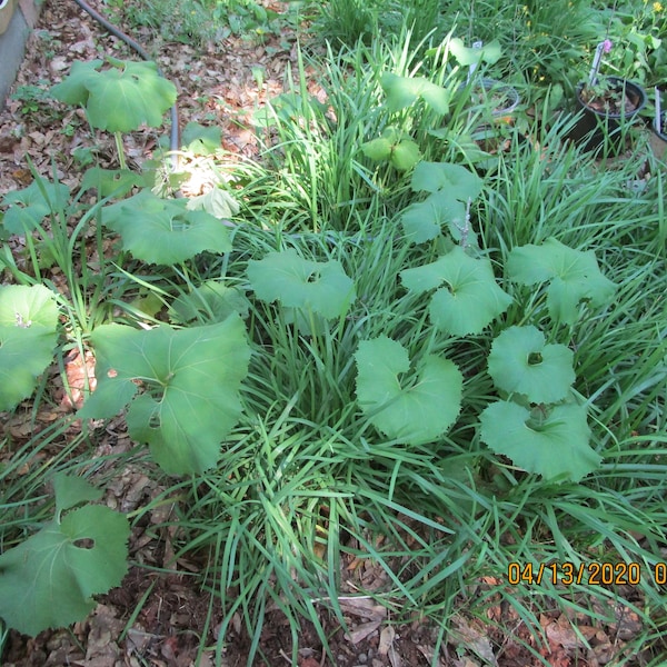 Vegetable Plants Live - Etsy