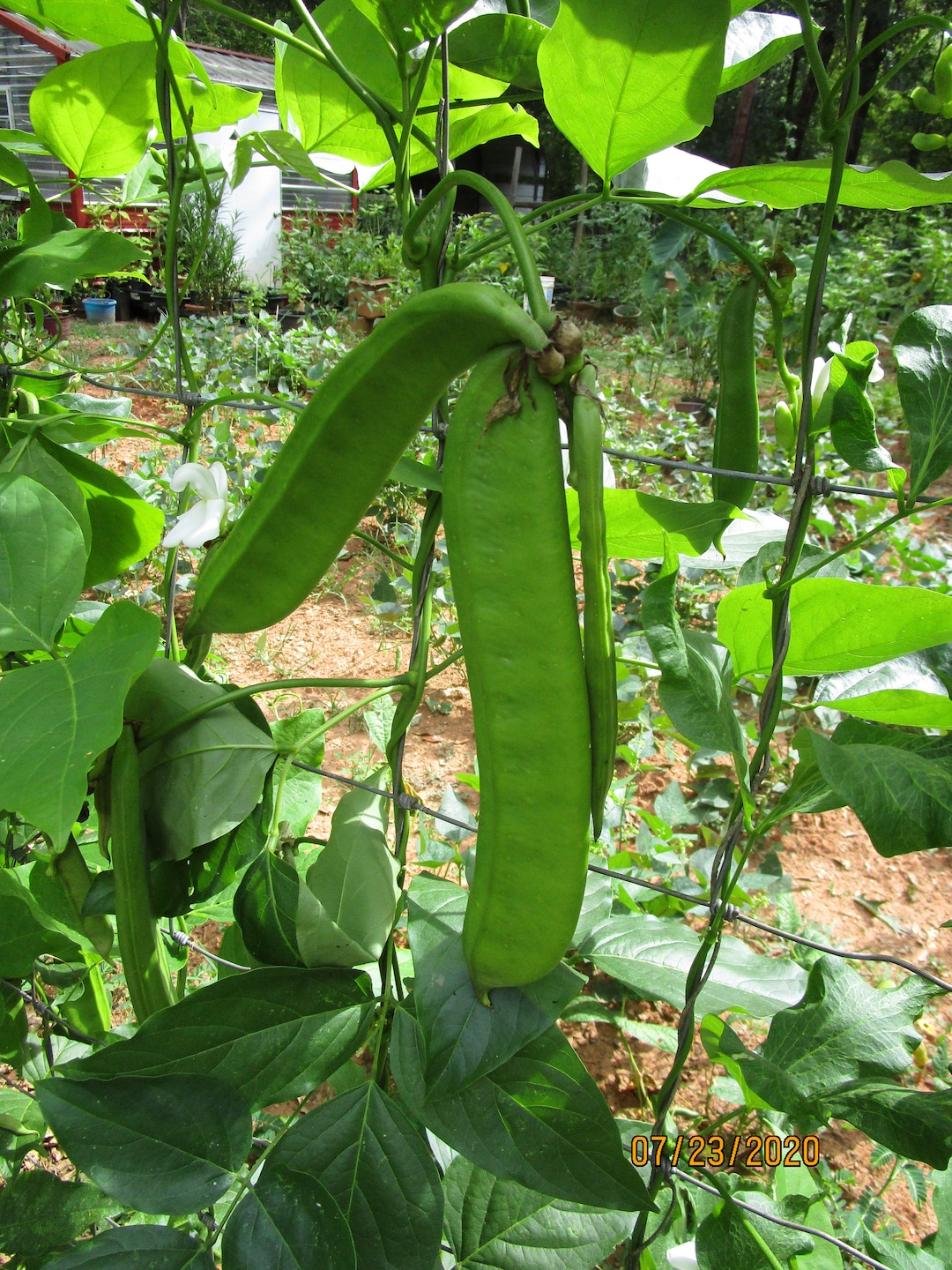 10 White Sword Bean Seeds, Sword Bean, Canavalia Gladiata, Canavalia ...