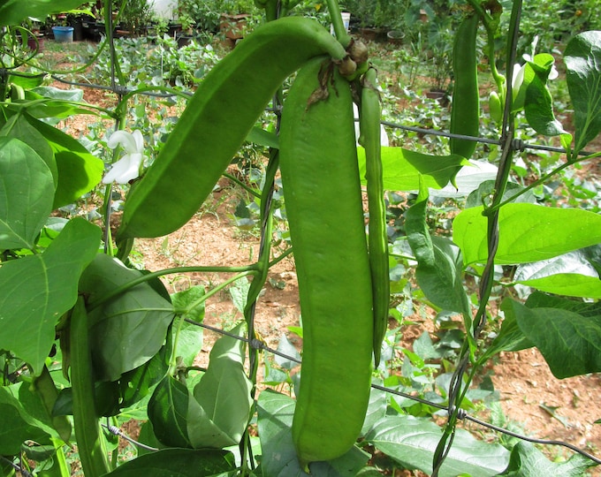 10 White Sword Bean Seeds Sword Bean Canavalia Gladiata - Etsy
