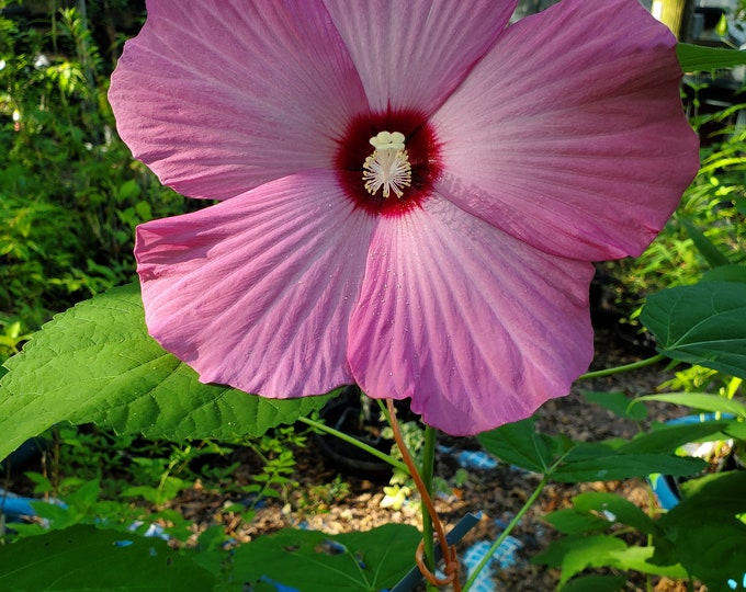 Pink Hardy Hibiscus Plant, Hibiscus Moscheutos, Rose Mallow, Perennial ...