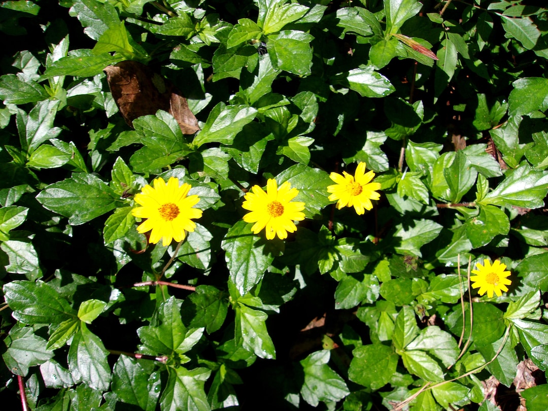 1 Clump Creeping Daisy, Wedelia Trilobata, Singapore Daisy, Creeping ...