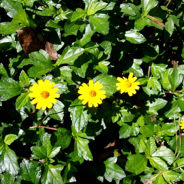 Ground Cover Seeds - Etsy