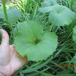 Fuki, (한국머위) 1 Root Live Plant, Edible Plant, Edible Fuki, Korean ...