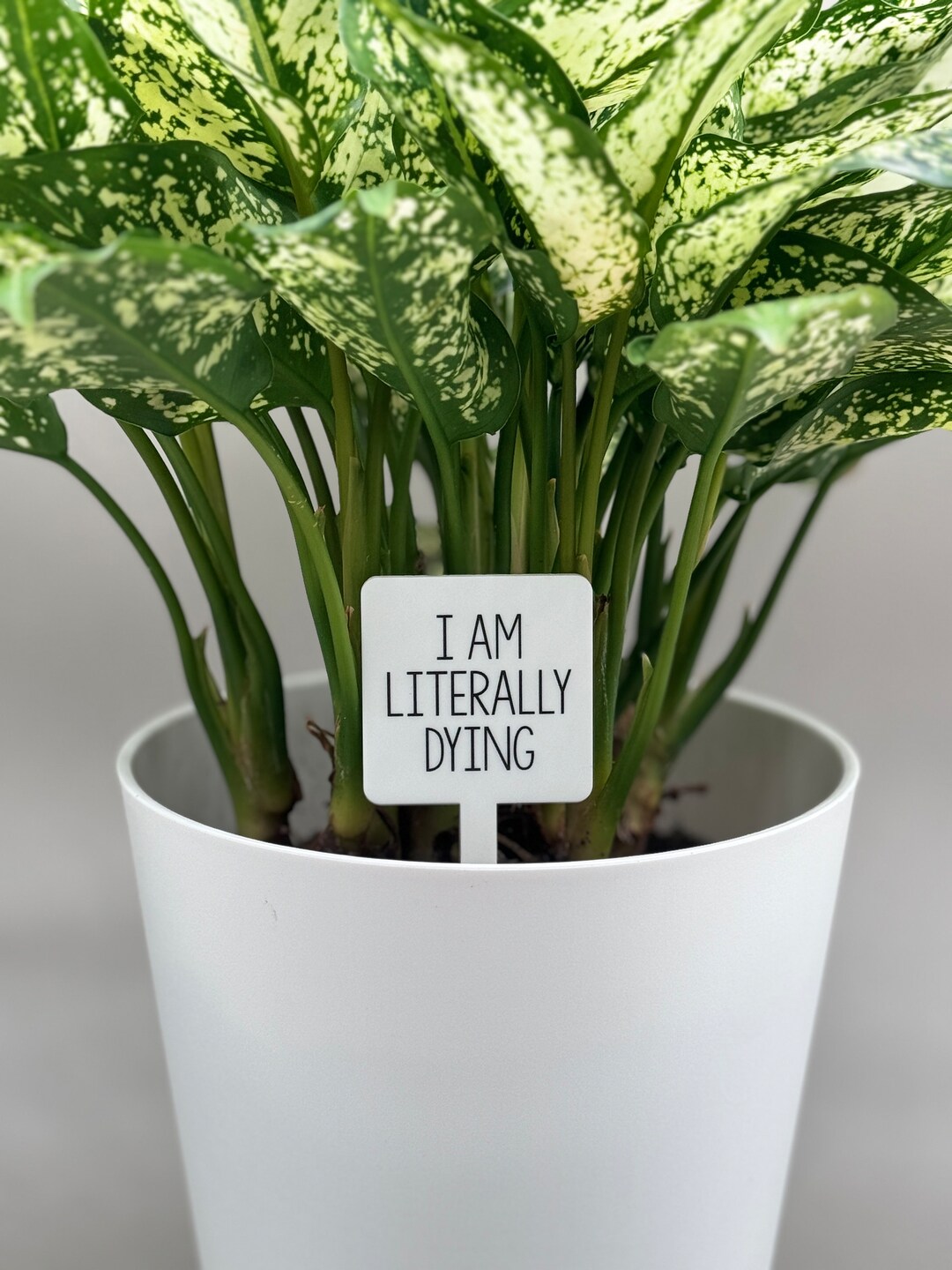 Funny Plant Marker | I Am Literally Dying, Acrylic Plant Accessory - Etsy