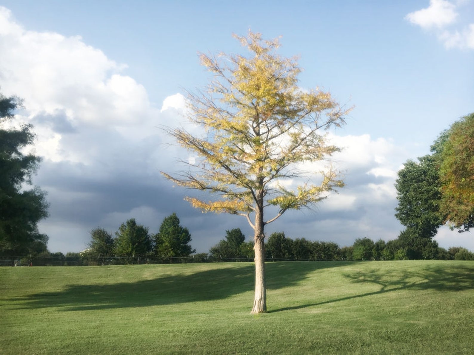 Tree Photography, Landscape Photography, Autumn Photography, Autumn ...