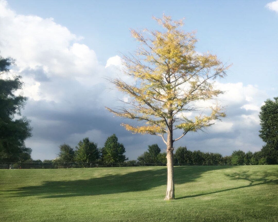 Tree Photography, Landscape Photography, Autumn Photography, Autumn ...