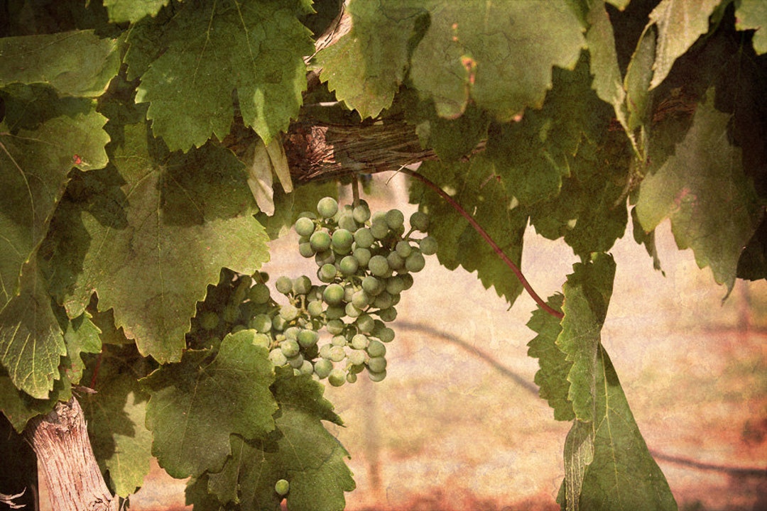 Vineyard Photography, Wine Photography, Grapes Photo, Grapes on a Vine ...