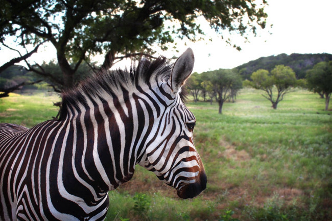 Zebra Photography, Zebra Photo, Zebra Photograph, Nature Photography ...