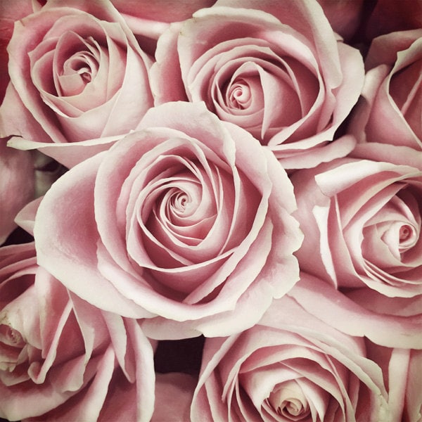 Rose Photography, Floral Photography, Square Photo, Pink Roses, Pink ...
