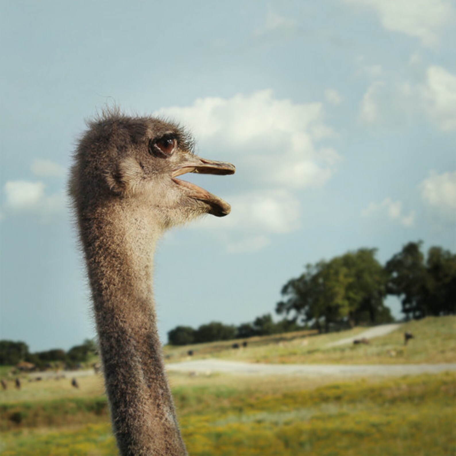 Animal Photography - Ostentatious Ostrich - 12x12 - Fine Art Photo ...