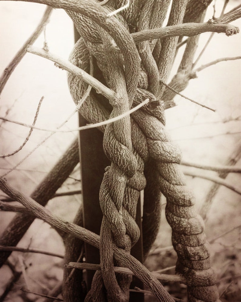 Nature Photography Intertwining Branches, 8x10 Fine Art, Wedding Gift ...