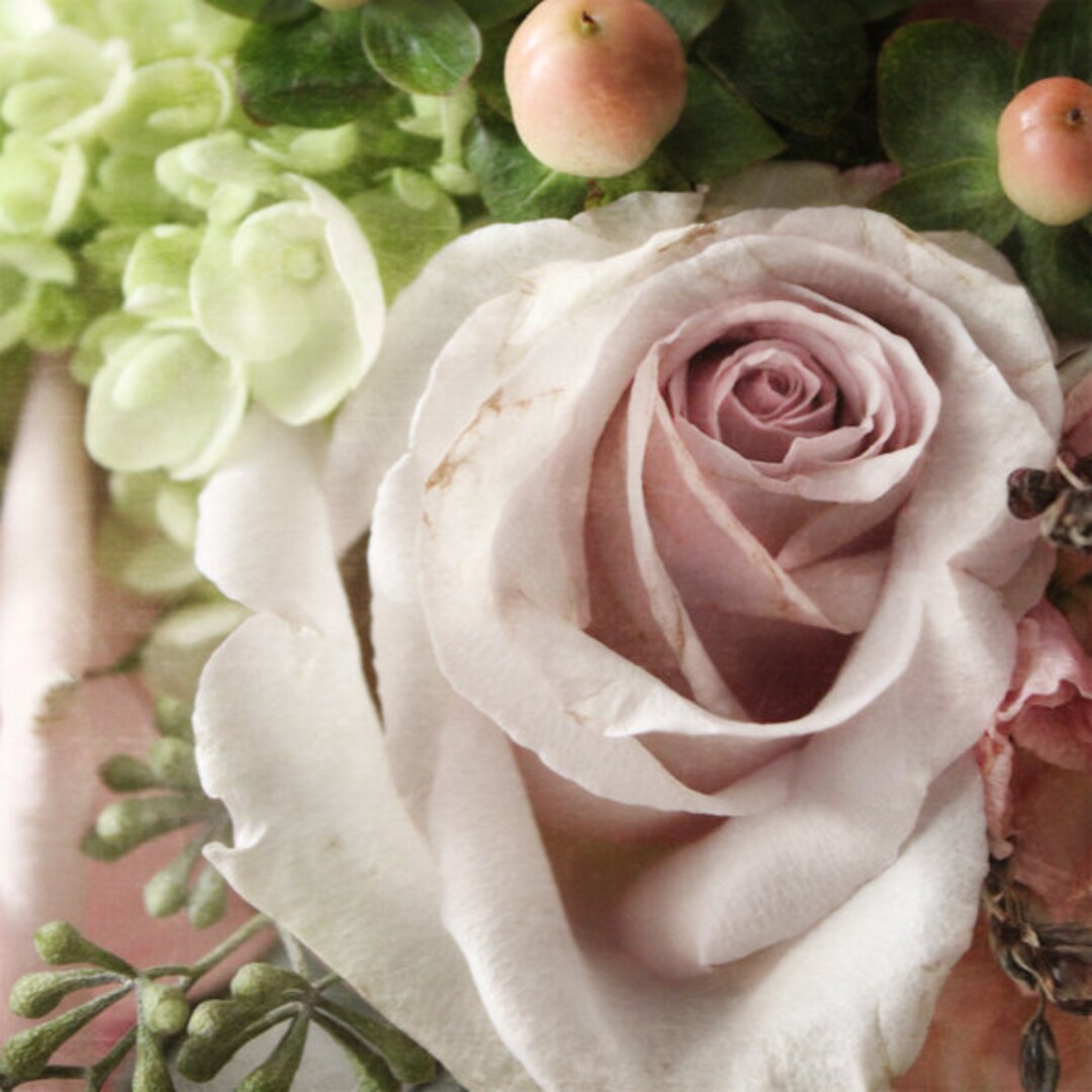 Floral Photography - Rose Photography - Square Format, Fine Art ...