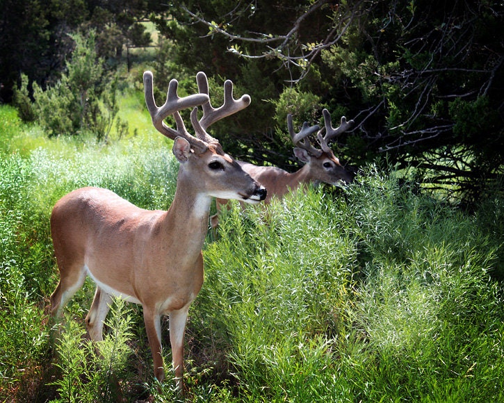 Nature Photography - Curious Deer - 8x10 Fine Art Photograph, Animal ...