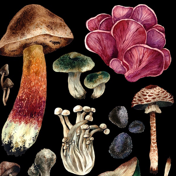 Fungi Art Print - Etsy