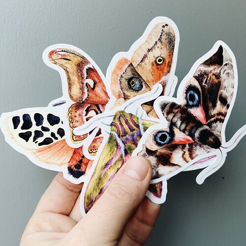 Moth Vinyl Sticker Pack 3 Stickers | Etsy