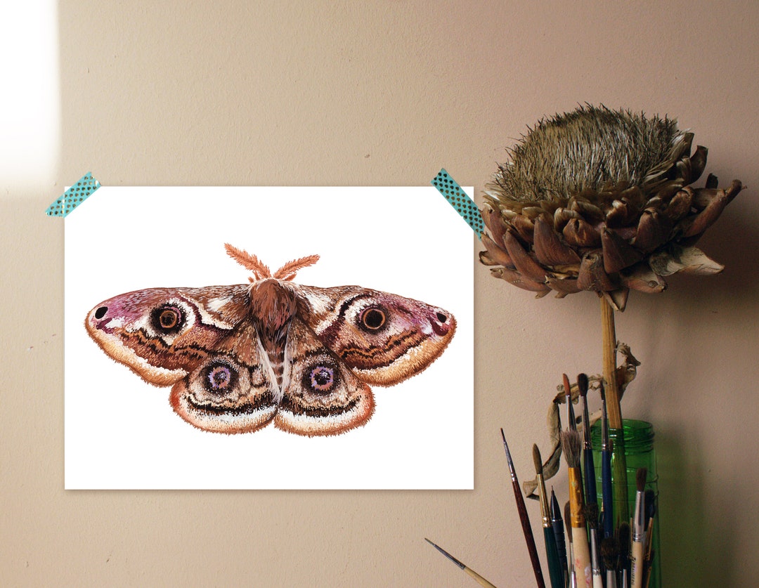 Emperor Moth Print Detailed Gouache and Watercolor Illustration Moth ...