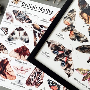 British Hawk Moths Print - Moths Print - Scientific Moths Print - Moth ...