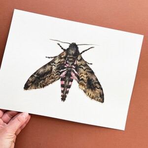 Original Convolvulus Hawk Moth Illustration Original Illustration ...