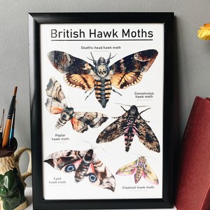 British Hawk Moths Print - Moths Print - Scientific Moths Print - Moth ...