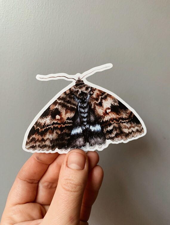 Nature sticker pack Waterproof stickers iPad stickers Moth vinyl ...