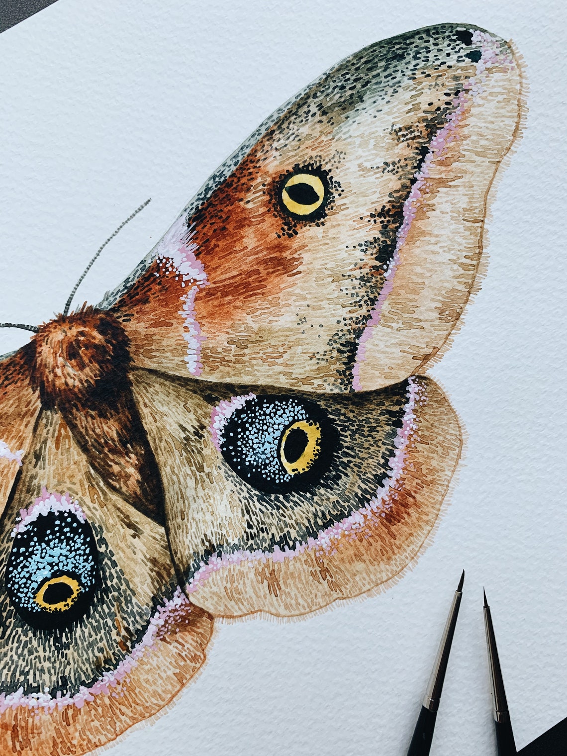 Polyphemus Moth Print Antheraea Polyphemus Illustration - Etsy