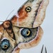 Polyphemus Moth Print - Antheraea Polyphemus Illustration - Moth ...