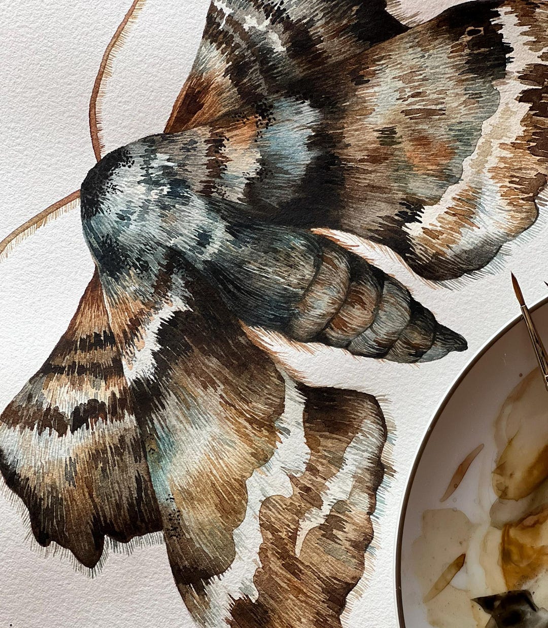 Poplar Hawk Moth Watercolour Original - Moth Art - Moth Watercolor - Etsy