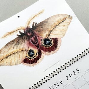 2025 Calendar 2025 Wall Calendar 2025 Insects Calendar Illustrated 12 ...
