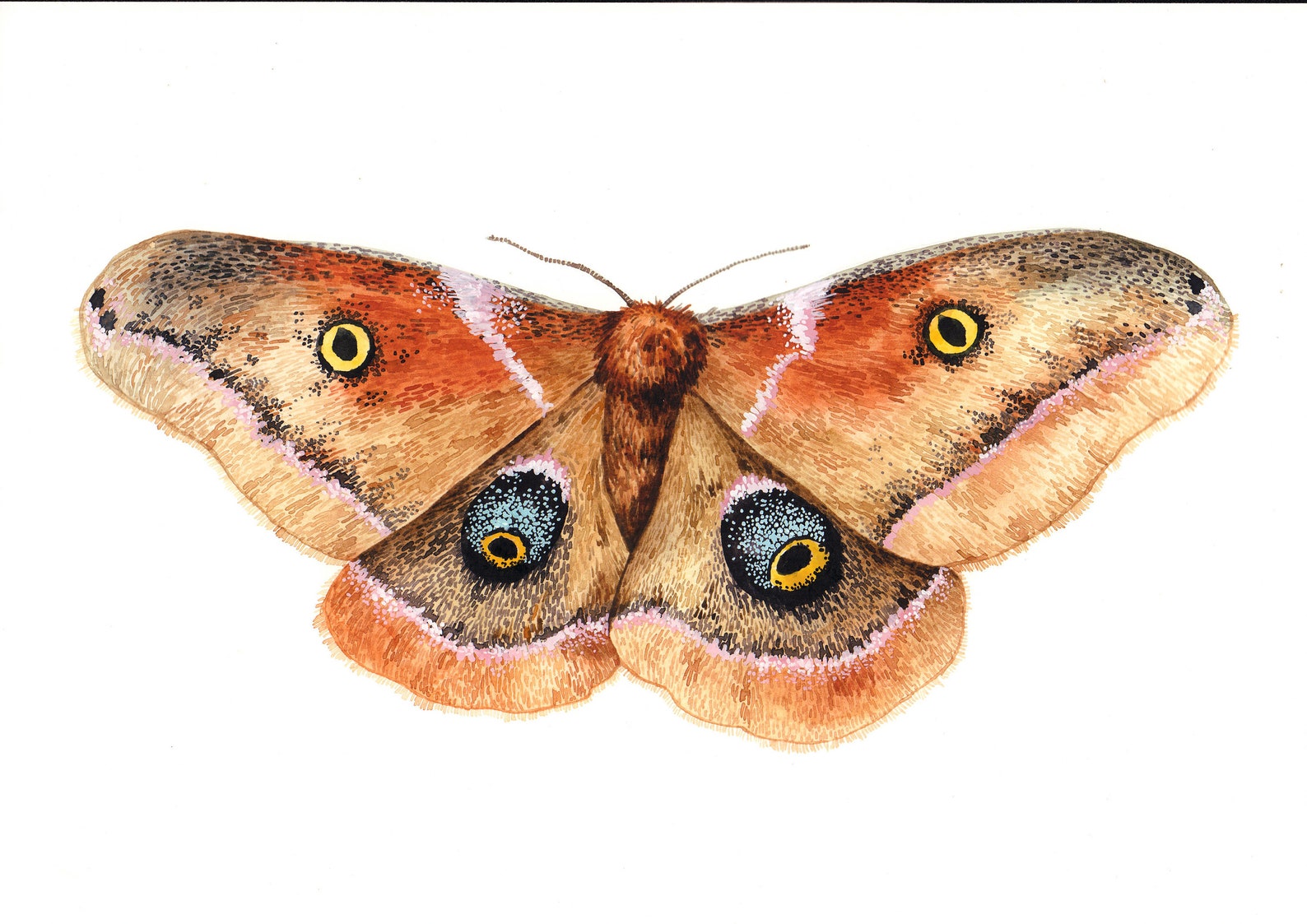 Polyphemus Moth Print - Antheraea Polyphemus Illustration - Moth ...