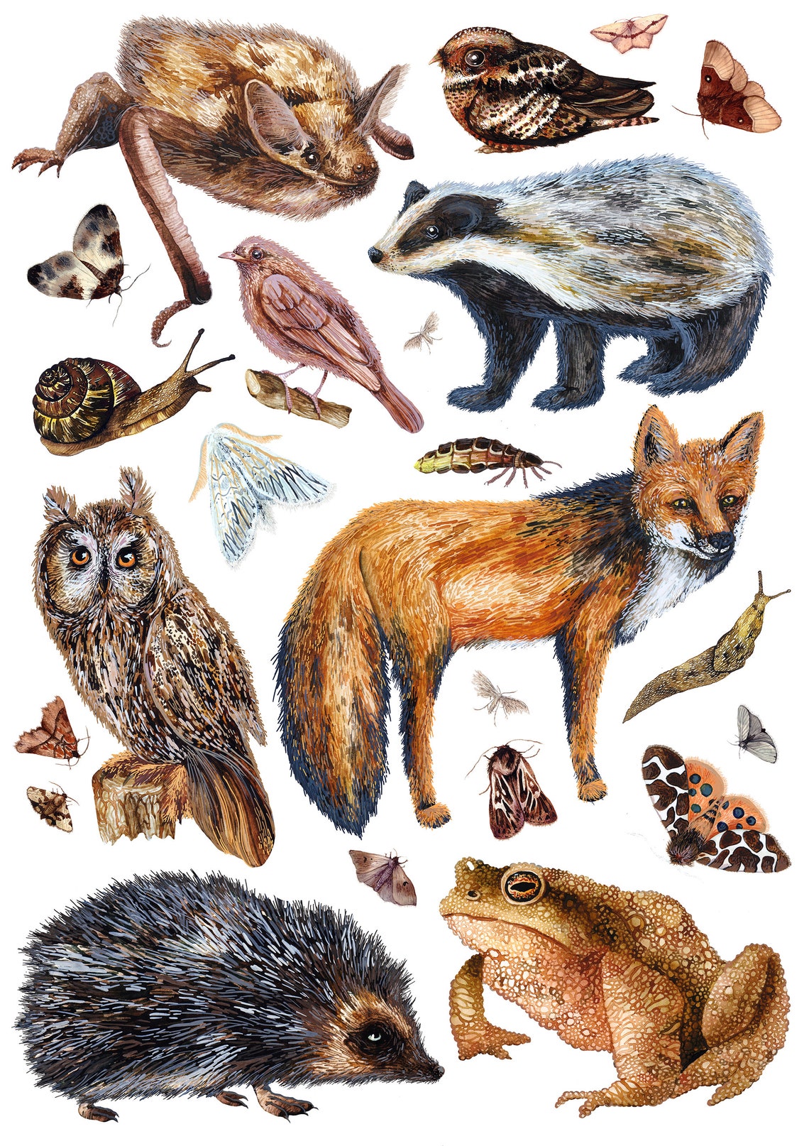 Nocturnal Animals Giclée Print 2 British Nocturnal Animals | Etsy