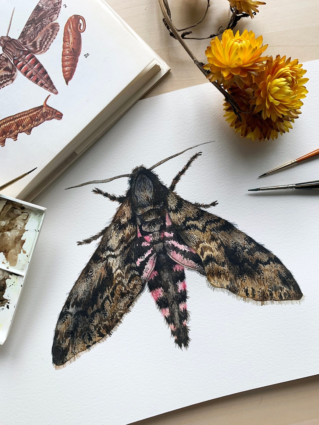 Original Convolvulus Hawk Moth Illustration - Original Illustration ...