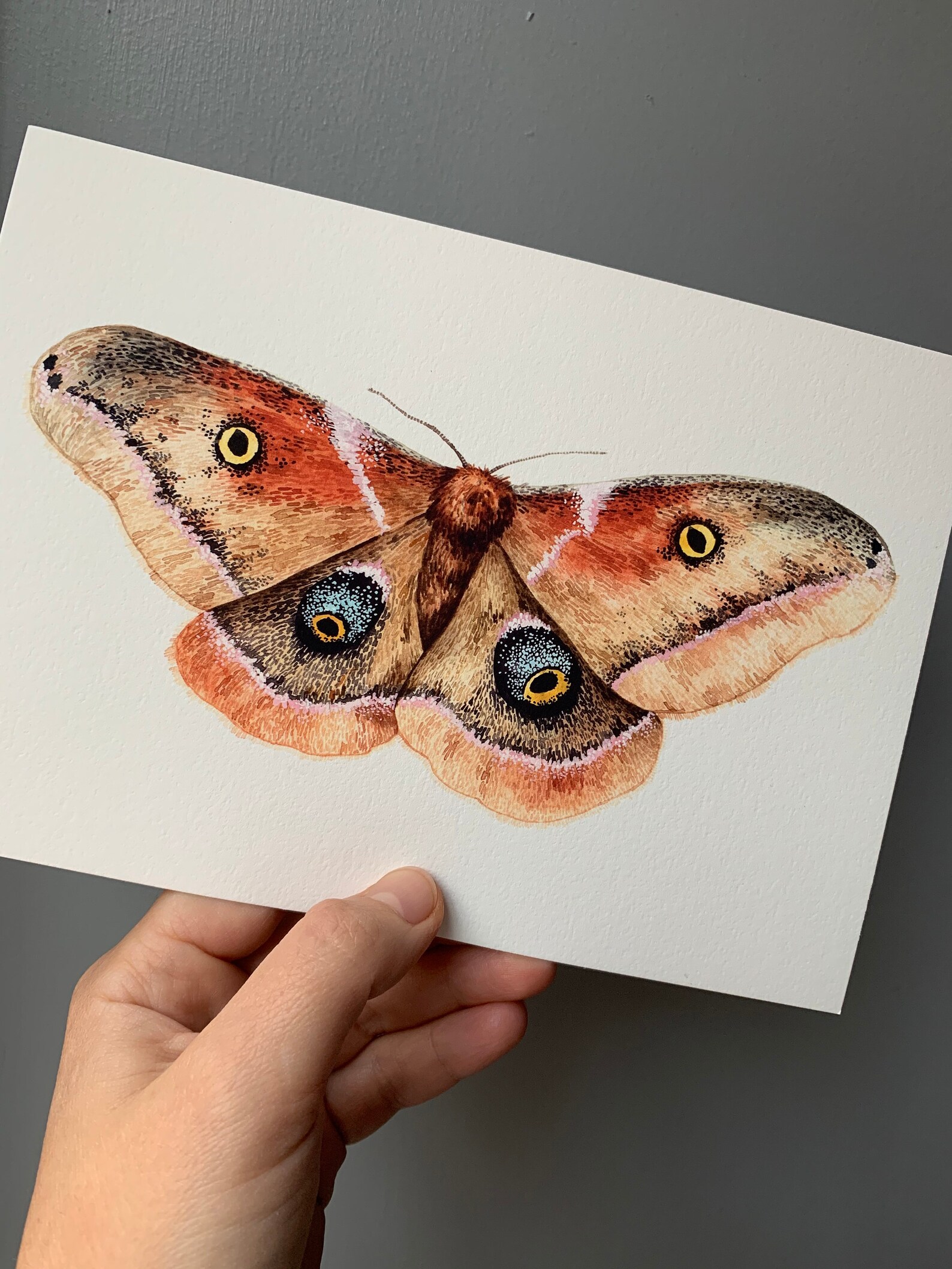 Polyphemus Moth Print Antheraea Polyphemus Illustration - Etsy