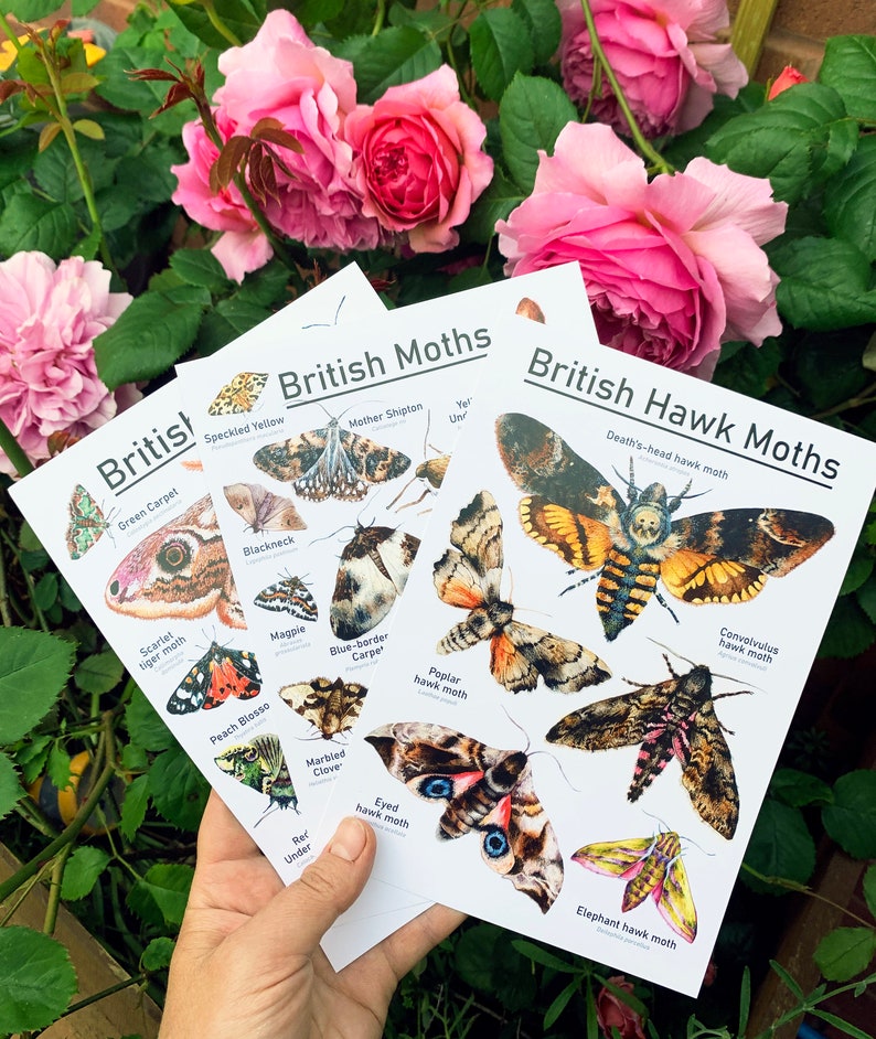 British Moths A5 Identification Chart Wildlife Card Set of | Etsy