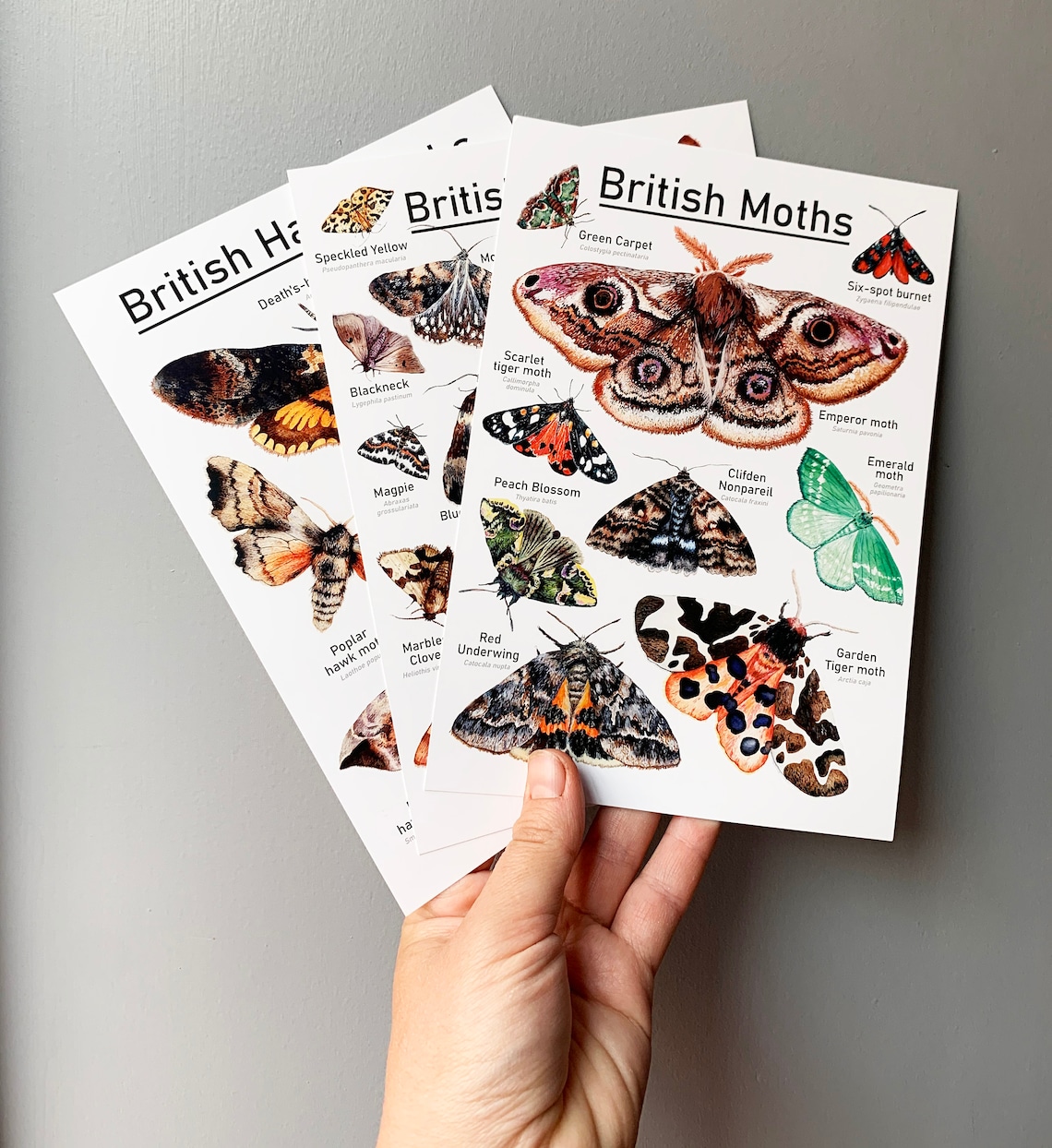 British Moths A5 Identification Chart Wildlife Card Set of | Etsy